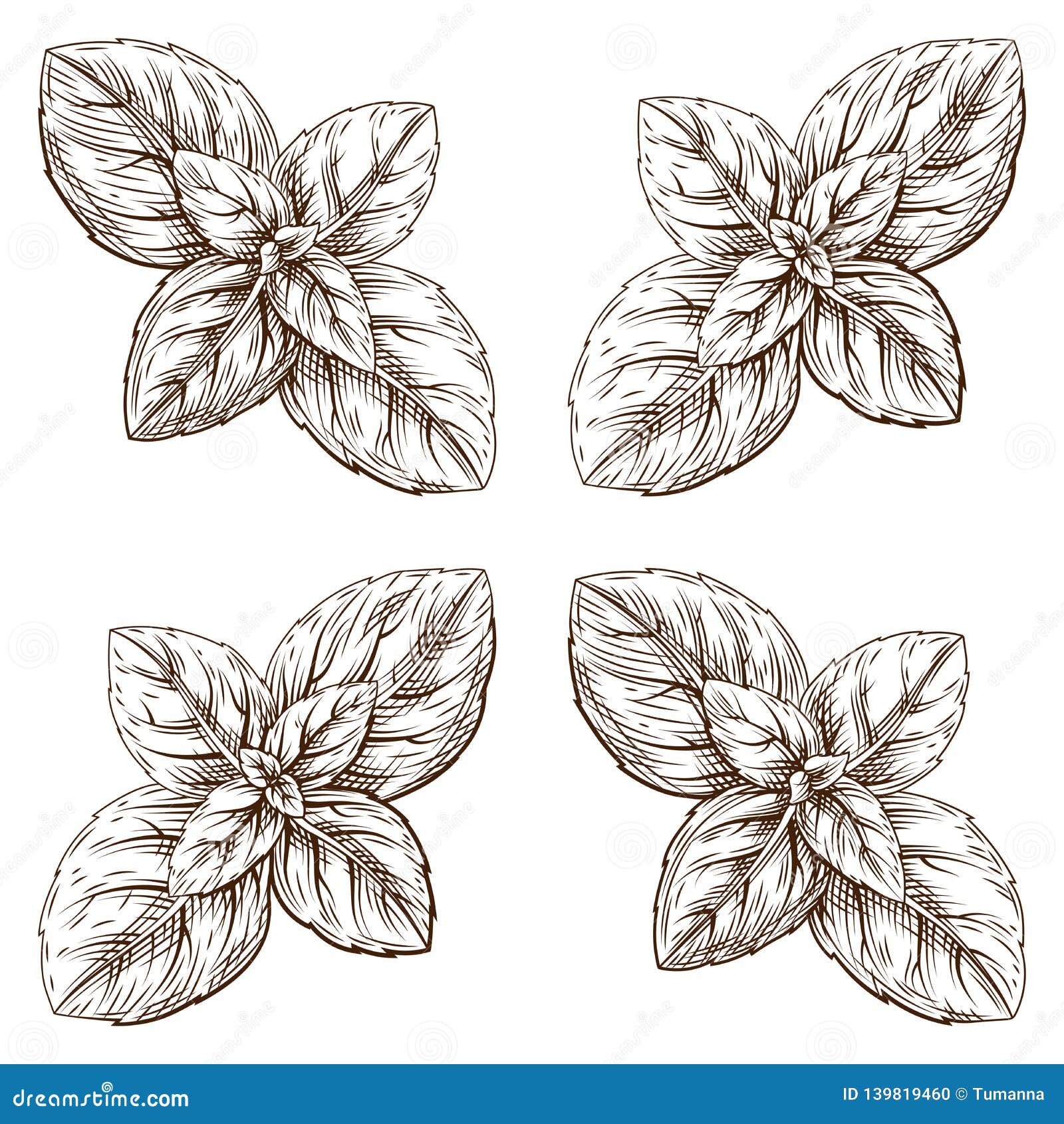 The Basil Pattern Ink Vector Sketch. Retro Style Illustration Stock Illustration - Illustration ...