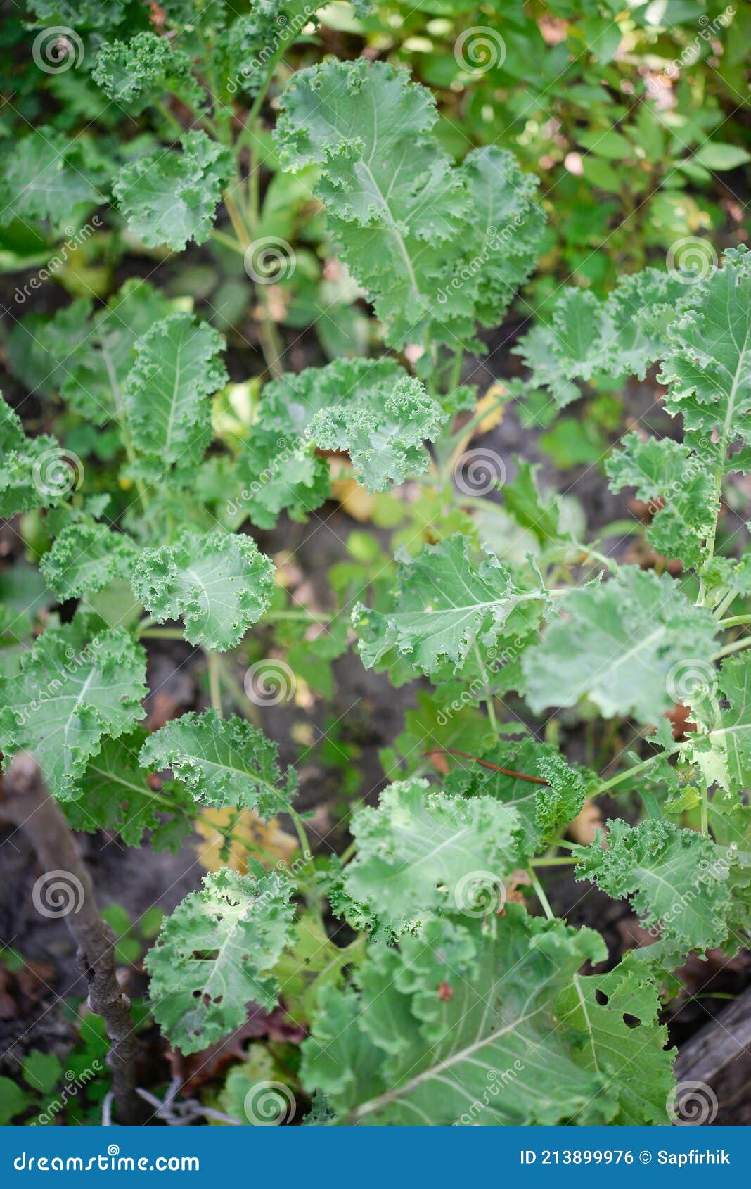 Basil stock photo. Image of leaf, foliage, beauty, basilisk - 213899976