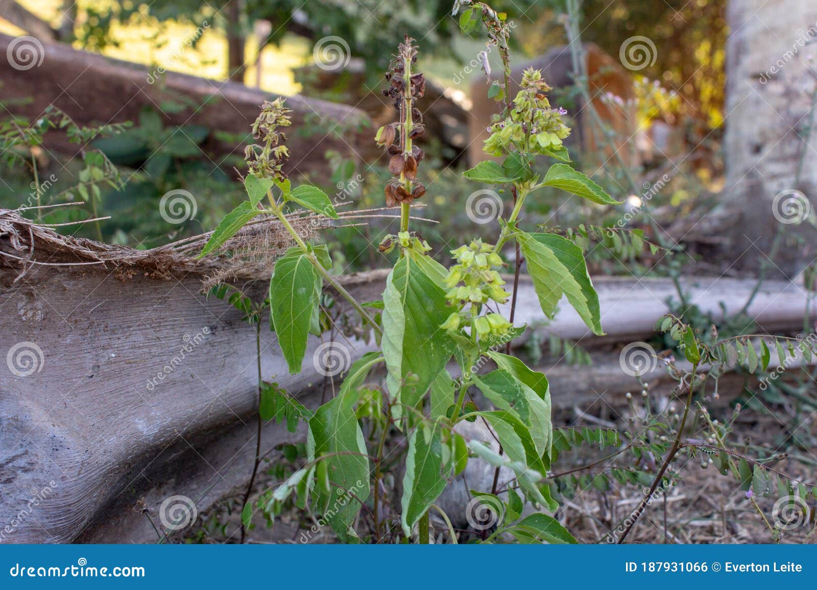 Basil Plant Growing on the Backyard of a Farm Stock Photo - Image of ...