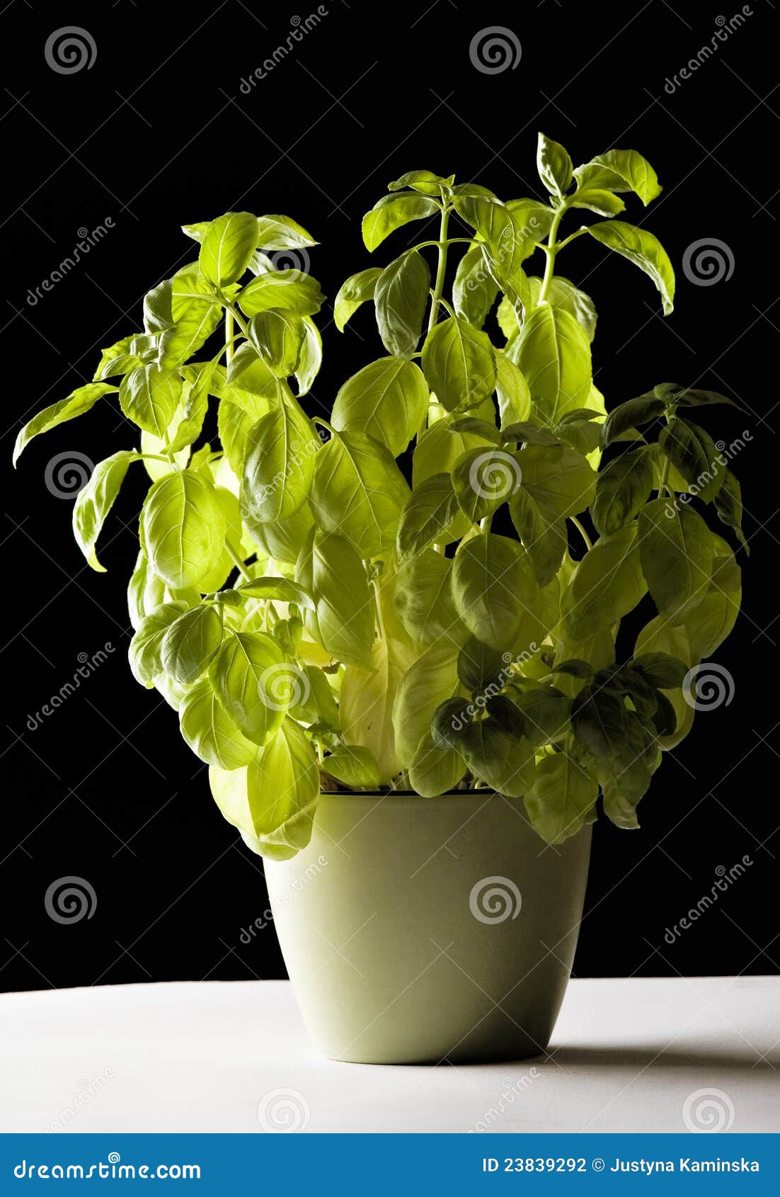 Basil plant in a pot stock photo. Image of garden, italian - 23839292