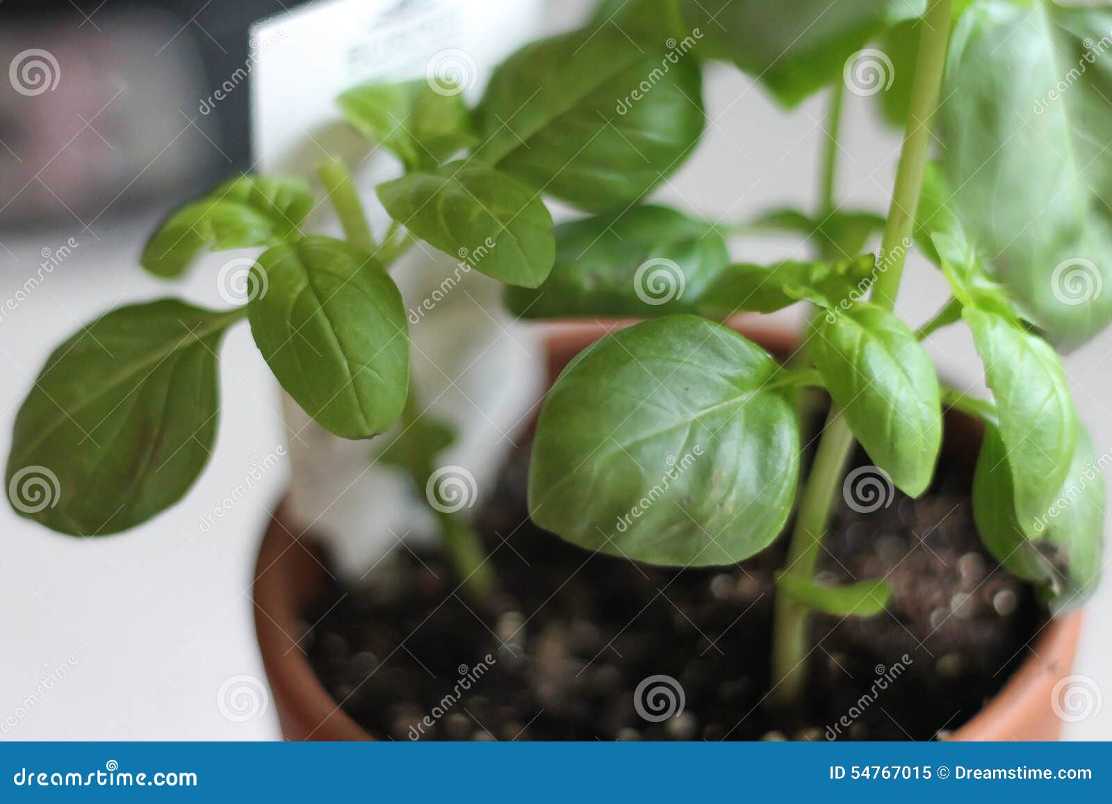 Basil Plant in Pot stock image. Image of clay, garnish - 54767015