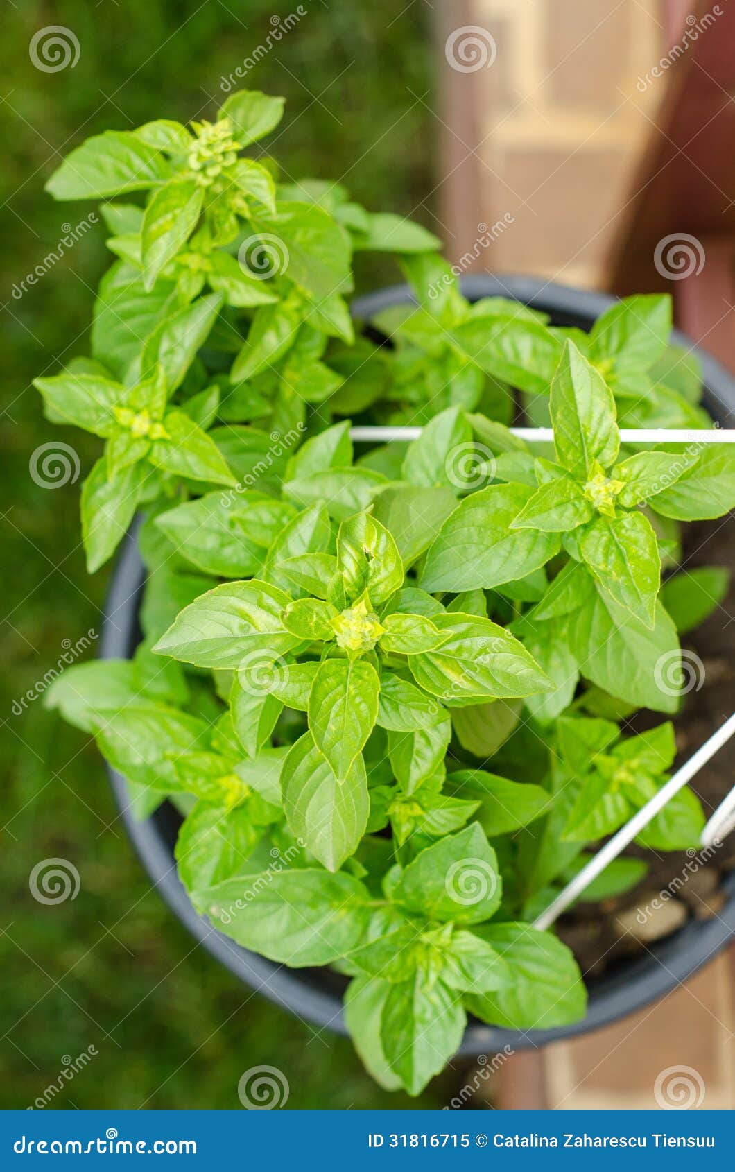 Basil plant in a pot stock image. Image of vegetarian - 31816715