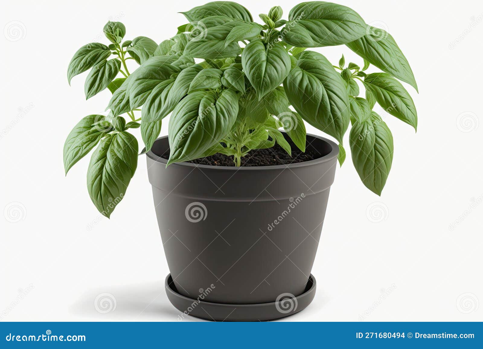 Basil Plant in a Pot, Isolated on White. Superior Image Quality Stock ...
