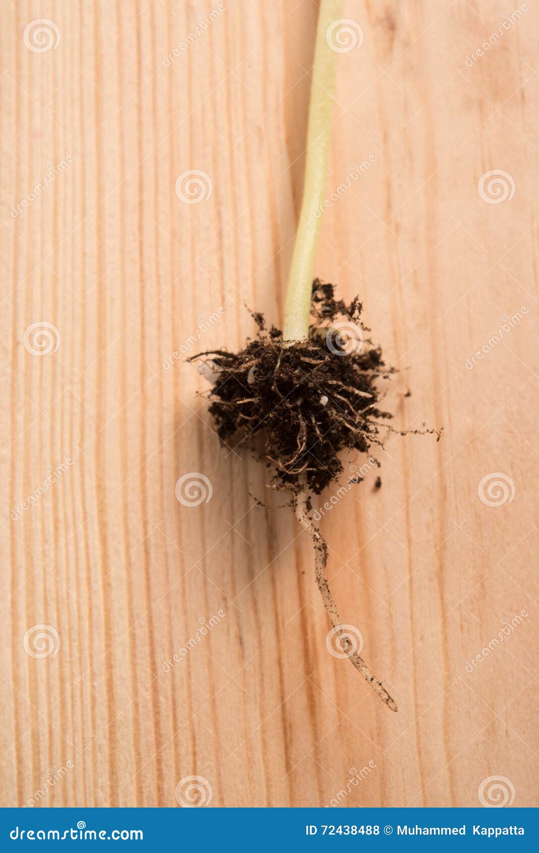 Basil Plant Roots on a Wooden Background. Stock Photo - Image of ...