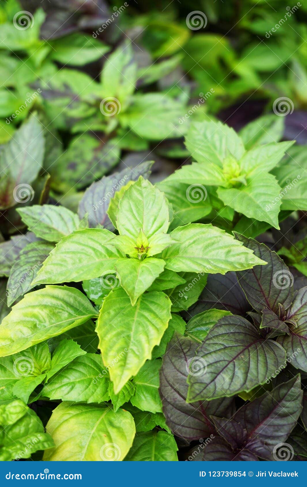 Basil plant texture stock photo. Image of vegetarian - 123739854