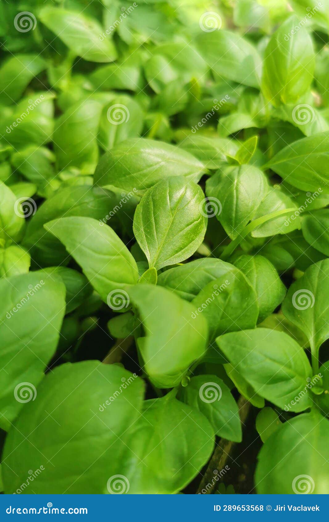 Basil plant texture stock photo. Image of nice, cuisine - 289653568