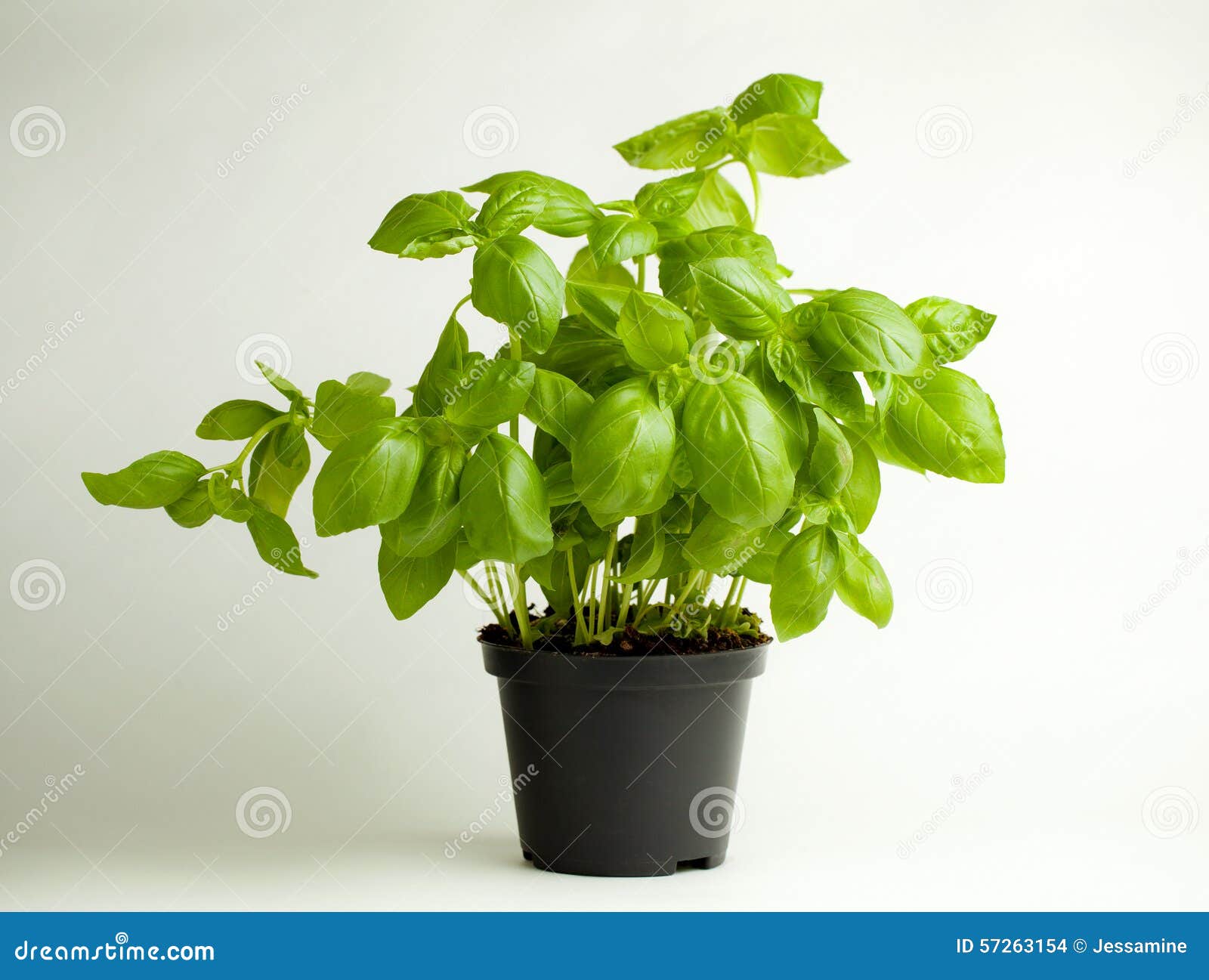 Basil Plant in vaso fotografia stock. Immagine di ingrediente - 57263154