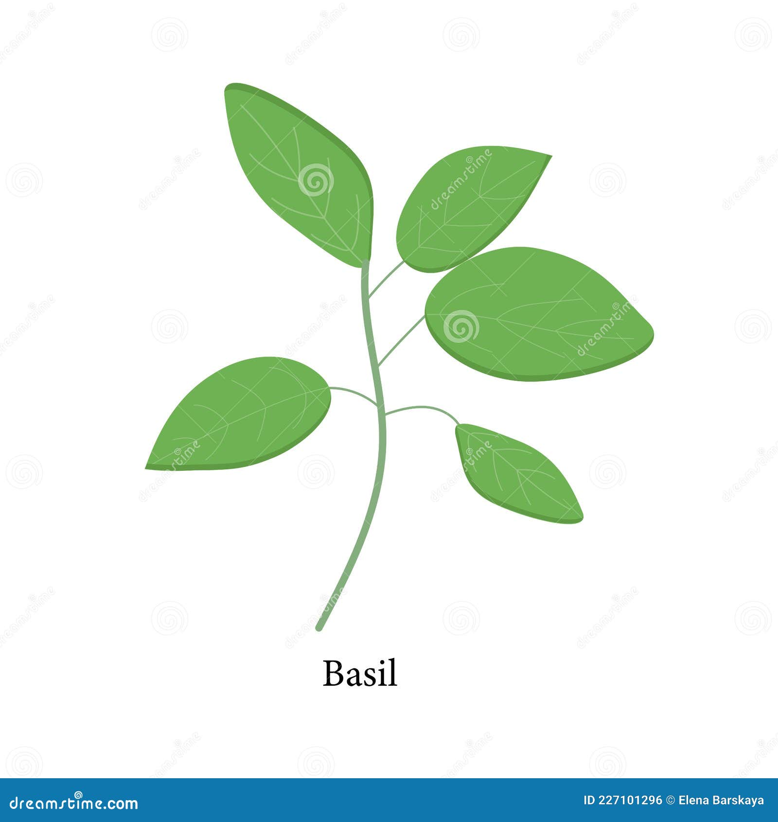 Basil Plant on a White Background for Use in the Design of a Clipart or ...