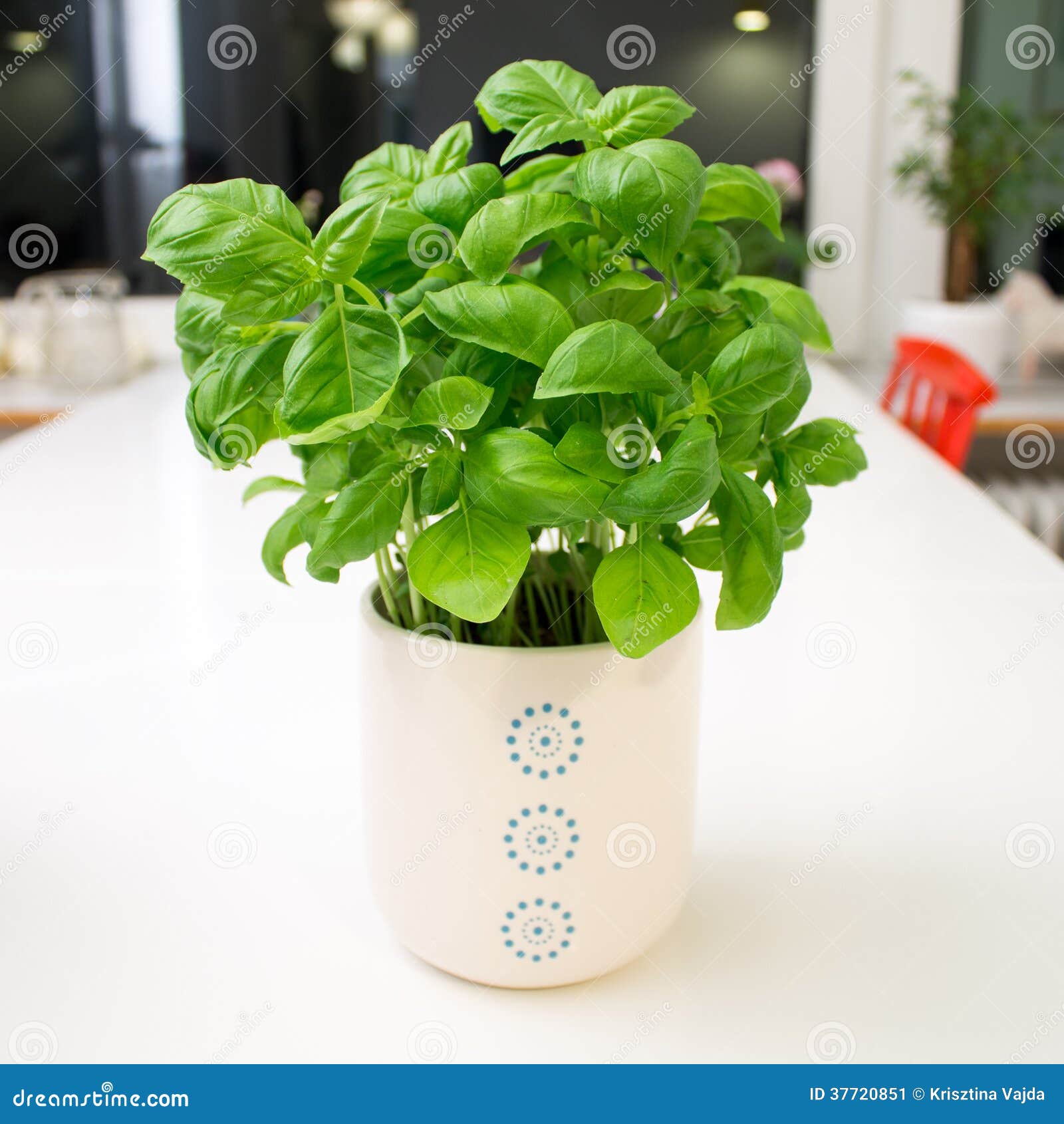 Basil Plant in White Pot on White Table Stock Image - Image of ...