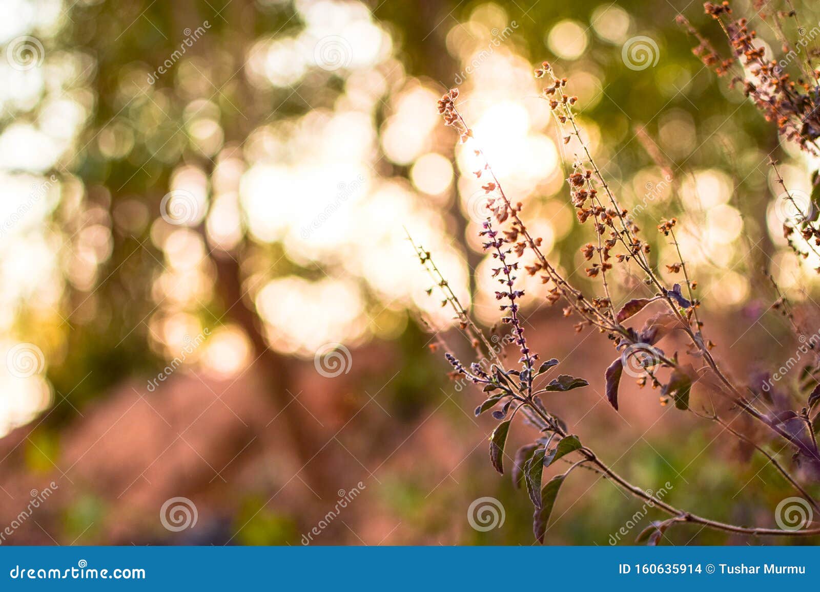 Medicinal Plant & Herb Plant Tulsi in the Garden Stock Photo - Image of ...