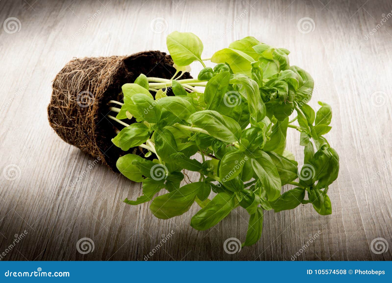 Basil Plant on Wooden Background Stock Photo - Image of wood, organic ...