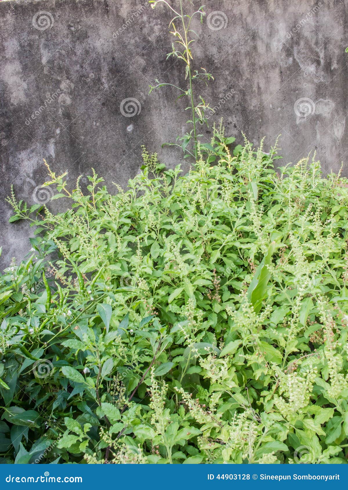 Basil stock photo. Image of wall, exterior, detail, parking - 44903128