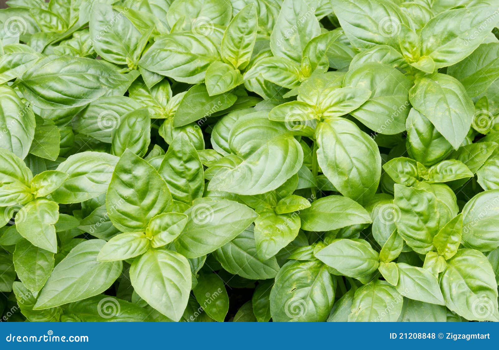Basil plants on display stock photo. Image of health - 21208848