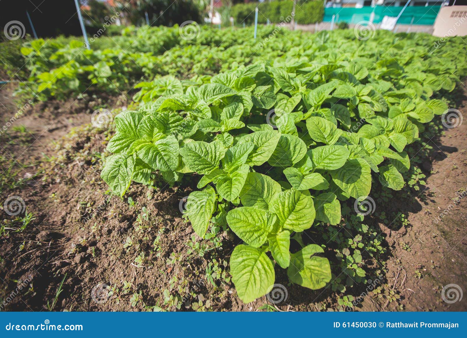 Basil plants farm stock photo. Image of conservatory - 61450030