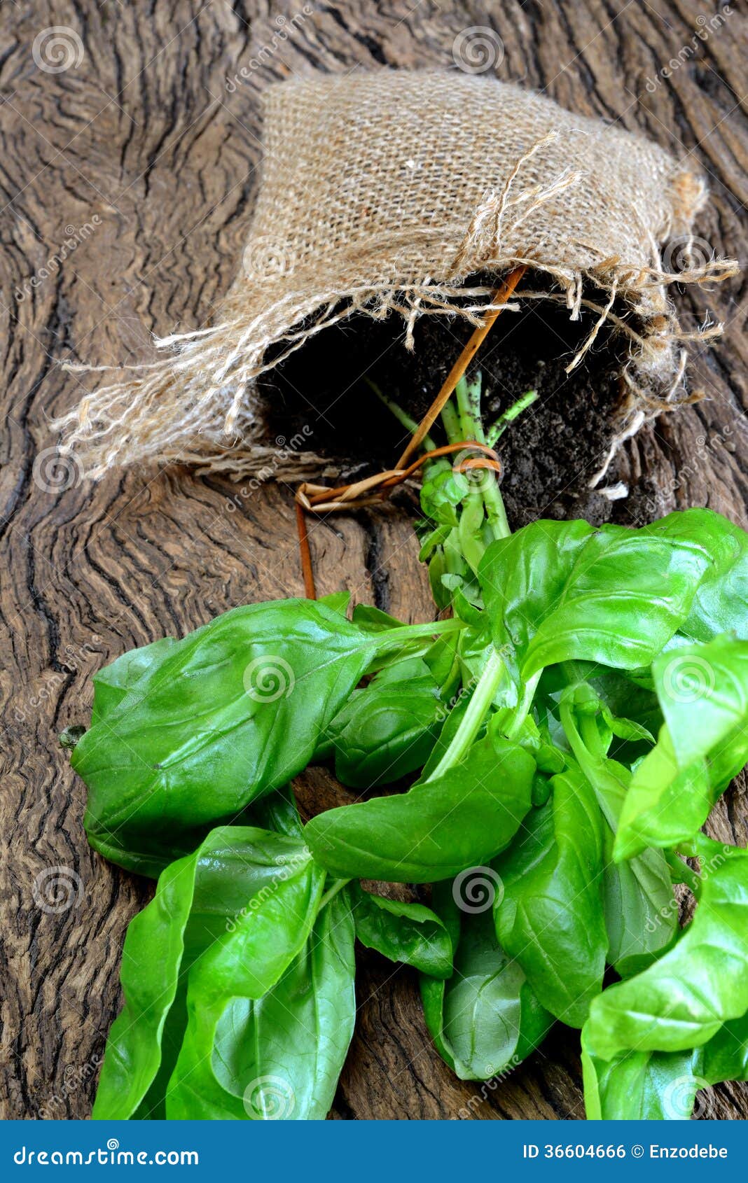 Basil plants stock photo. Image of terrain, basil, wooden - 36604666