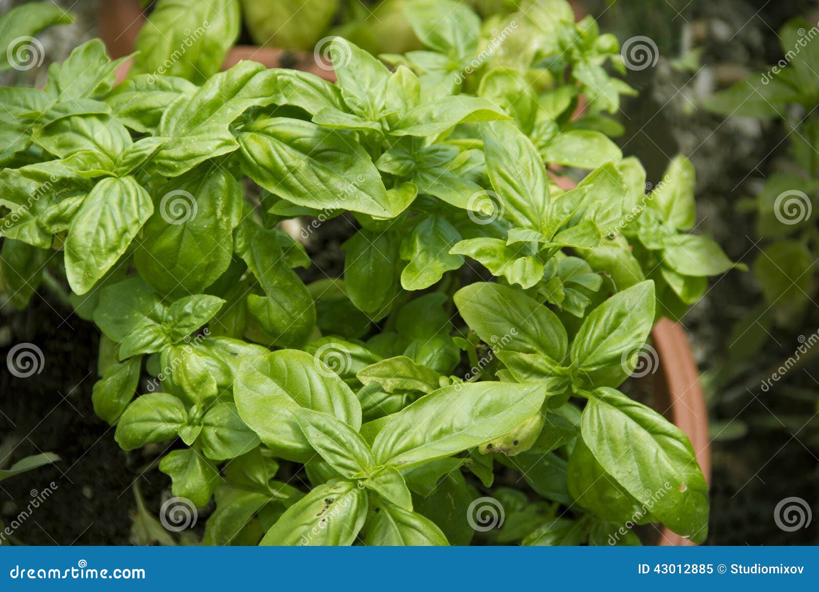 Basil Plants Growing in a Pot Stock Image - Image of growhouse, healthy ...