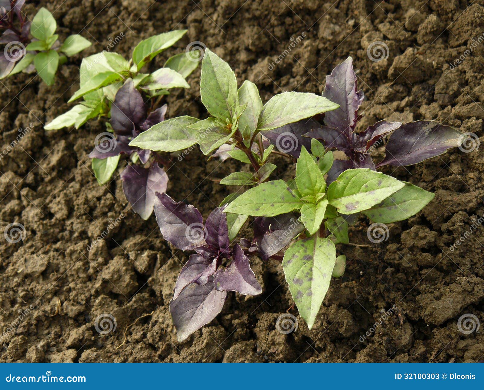 Basil stock image. Image of growth, farming, cultivation - 32100303