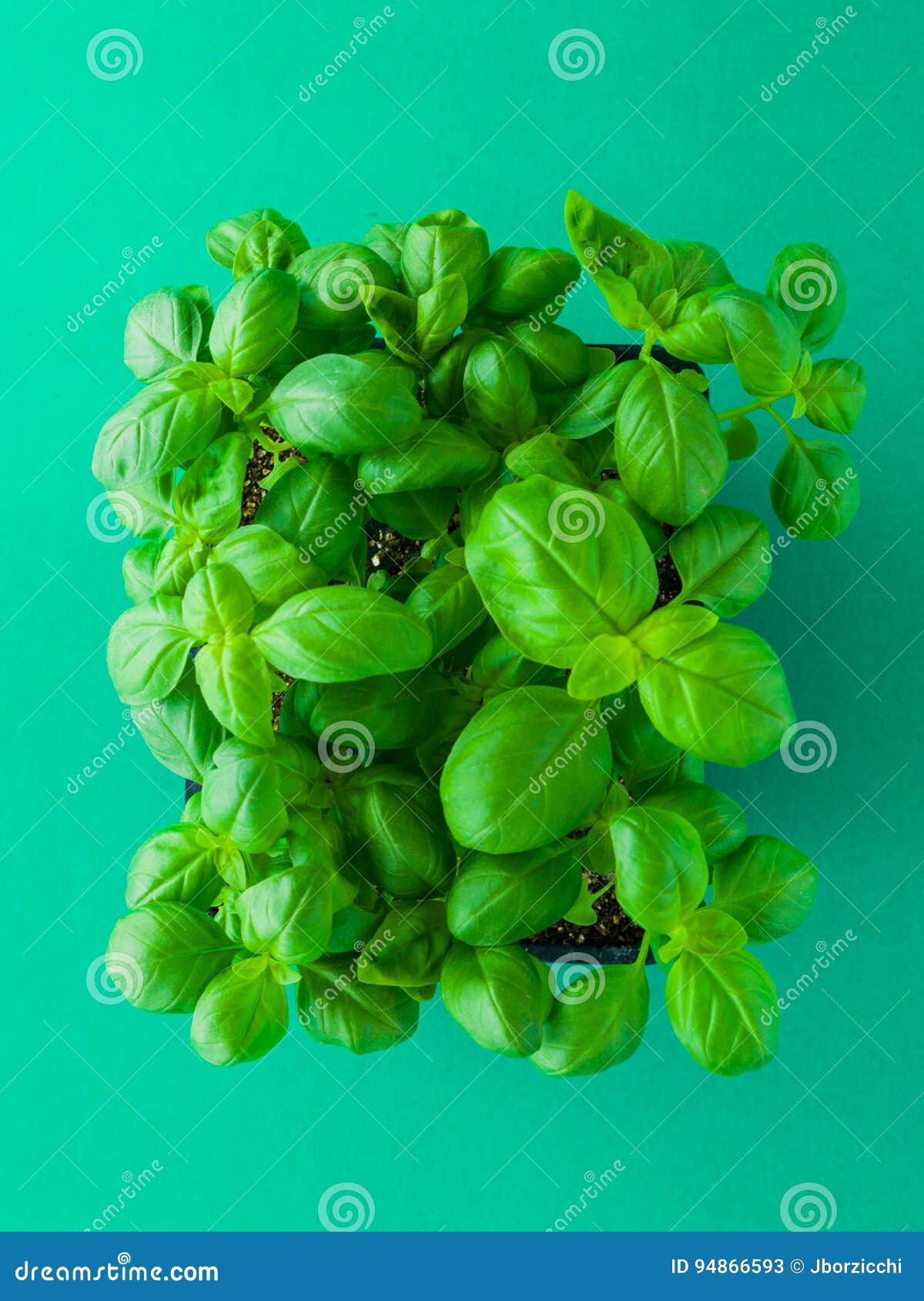 Basil Plants in Plastic Modules Stock Image - Image of cookery ...
