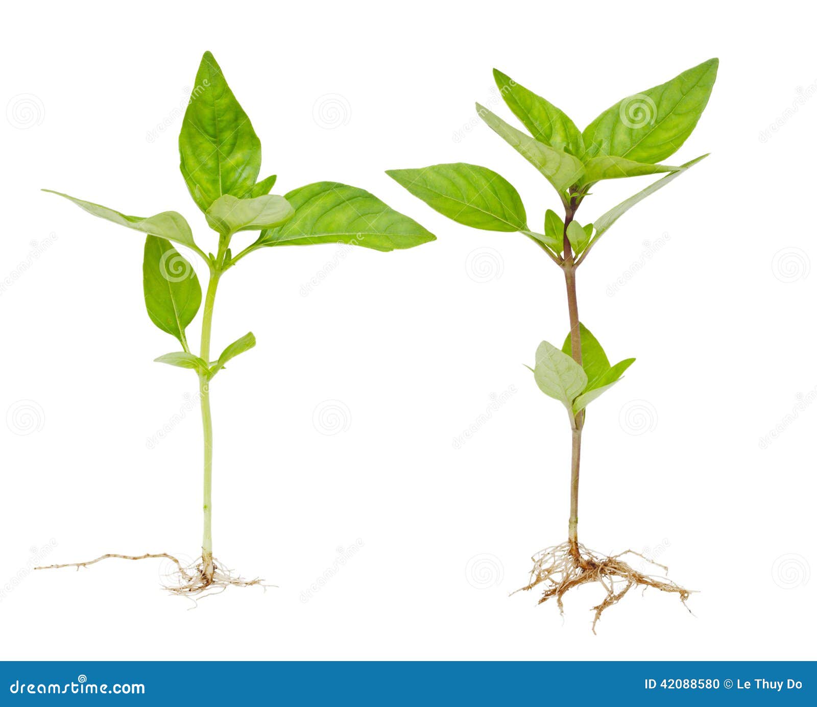 Basil Growing Stages