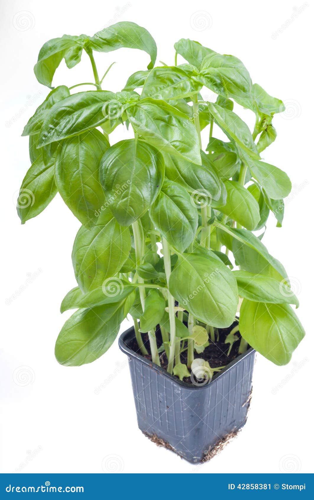 Basil in plastic box stock image. Image of herb, vegetable - 42858381