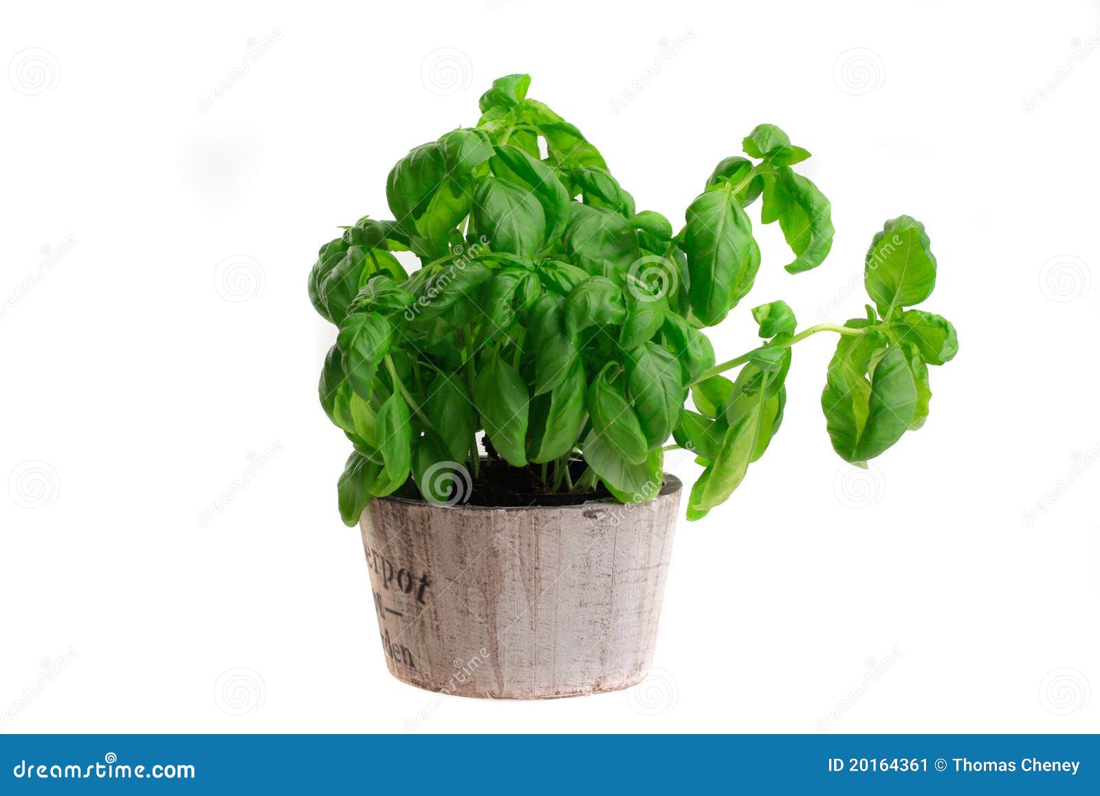 Basil pot stock image. Image of herbs, tree, diet, elegant - 20164361