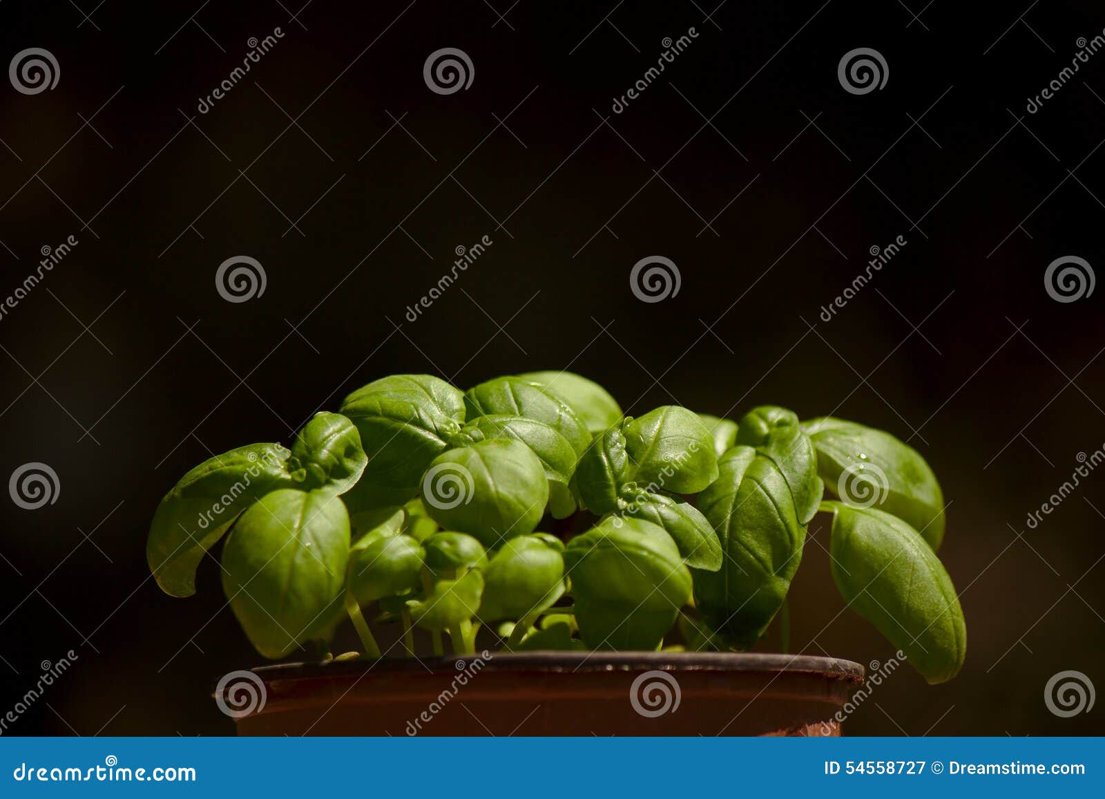 Basil pot stock image. Image of full, sprouting, agriculture - 54558727