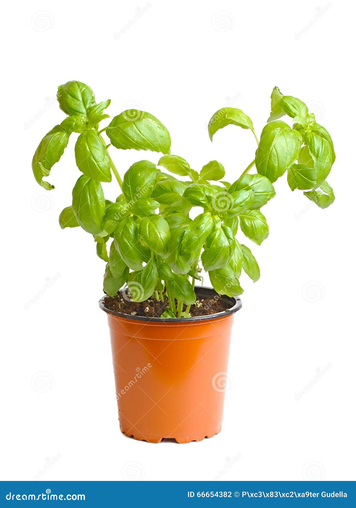 Basil in pot stock photo. Image of sprout, italian, aromatic - 66654382