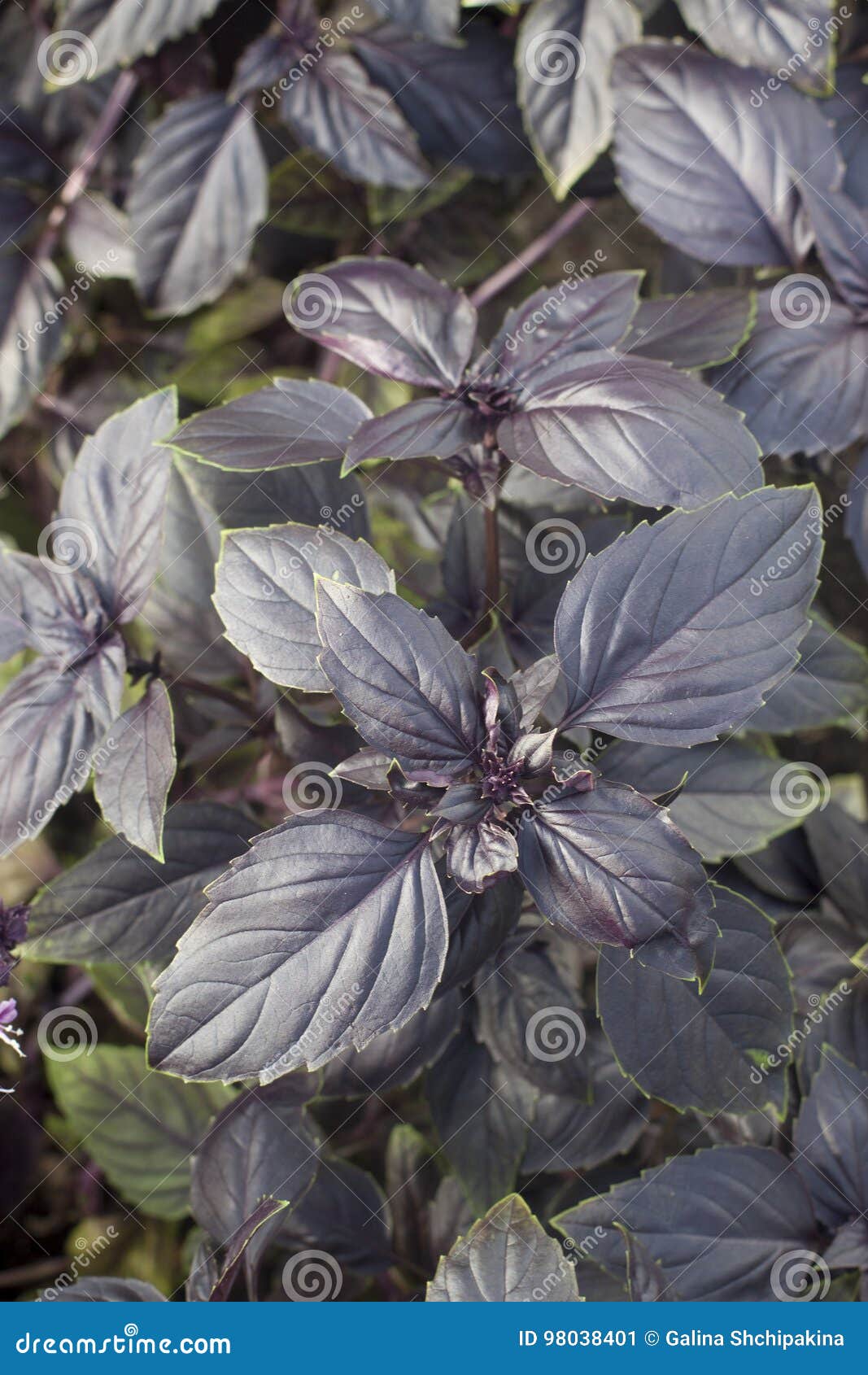 Basil purple in nature stock image. Image of basilicum - 98038401