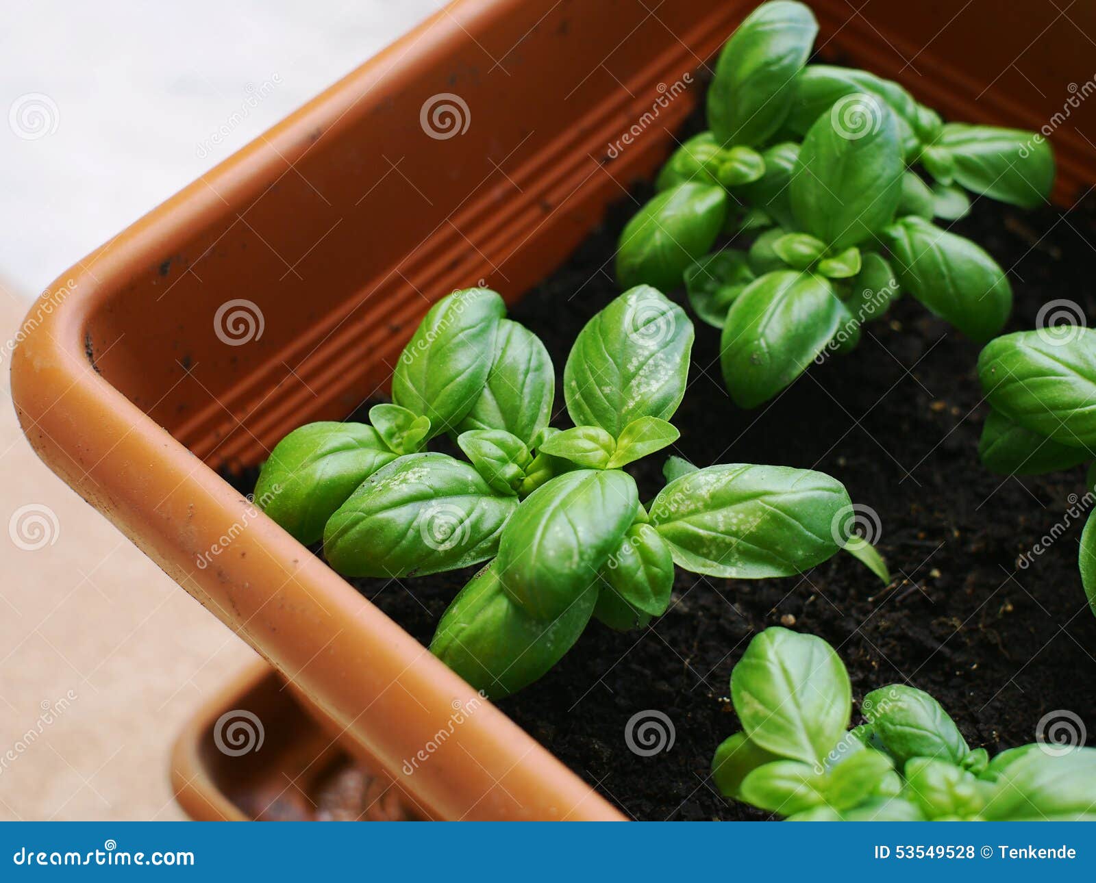 Basil in a rectangular pot stock photo. Image of growth - 53549528