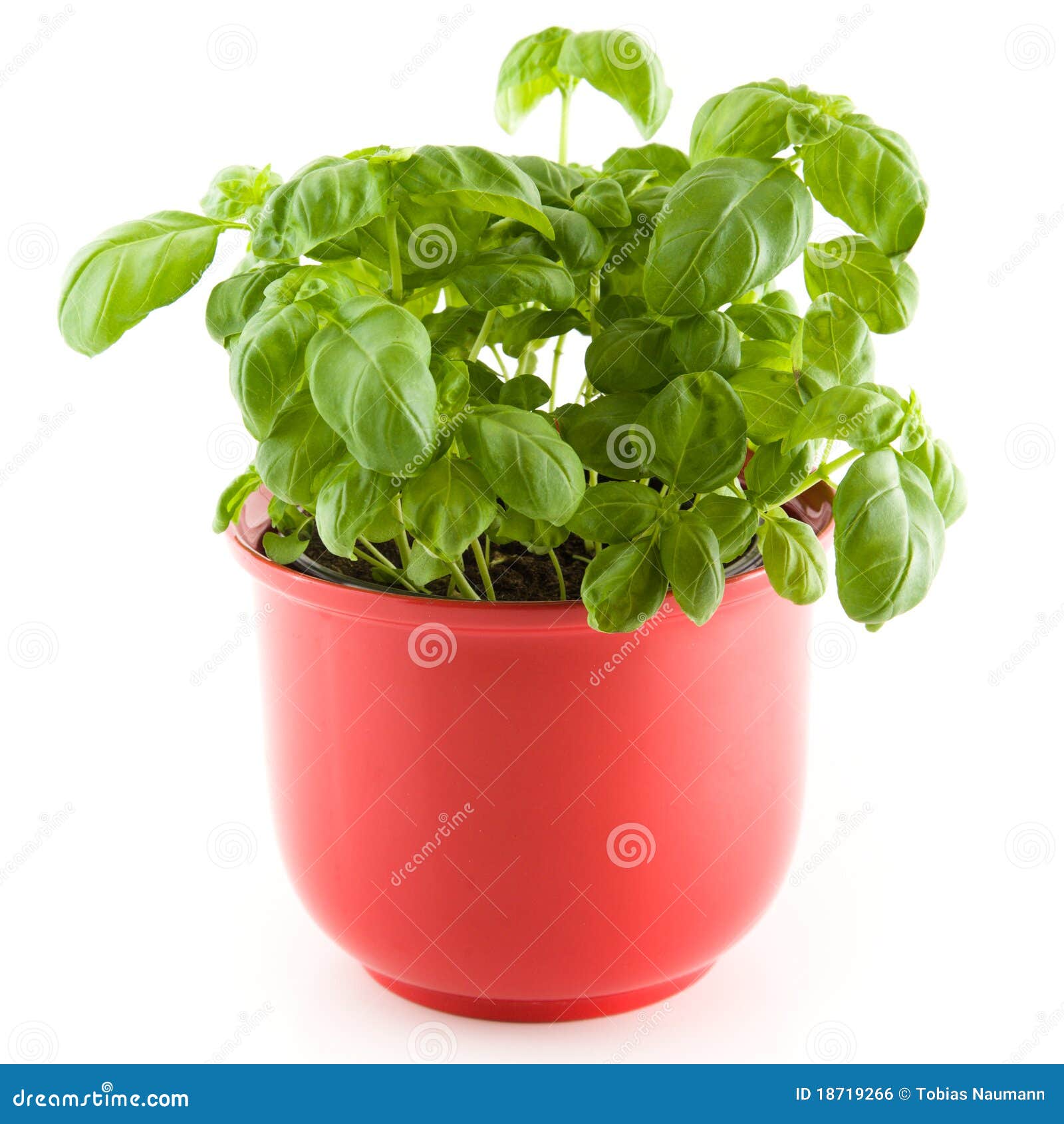 Basil in a red plant pot stock photo. Image of growth - 18719266
