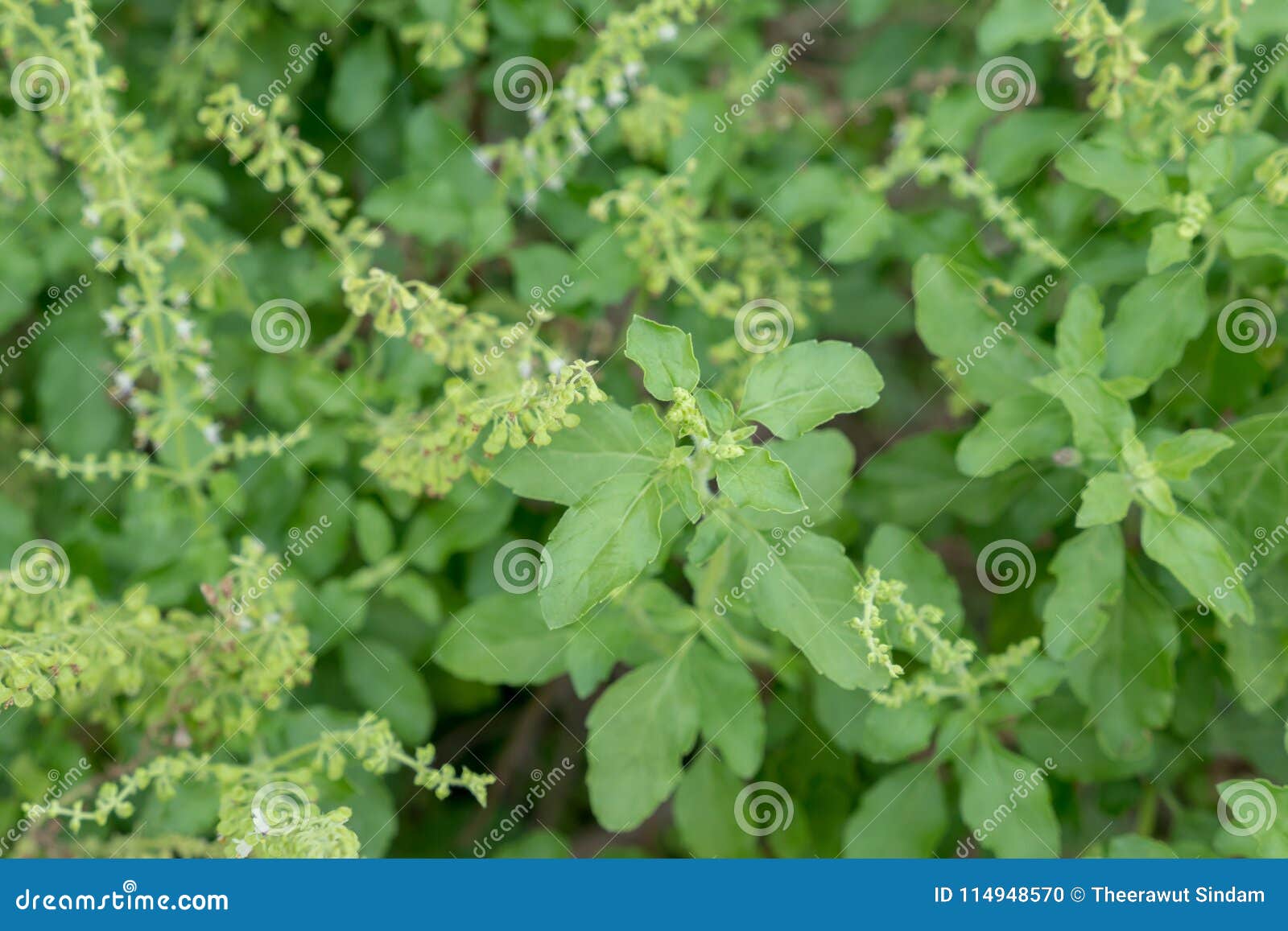 Basil, Sacred Basil, Green Garden Tree on Top View Stock Photo - Image ...
