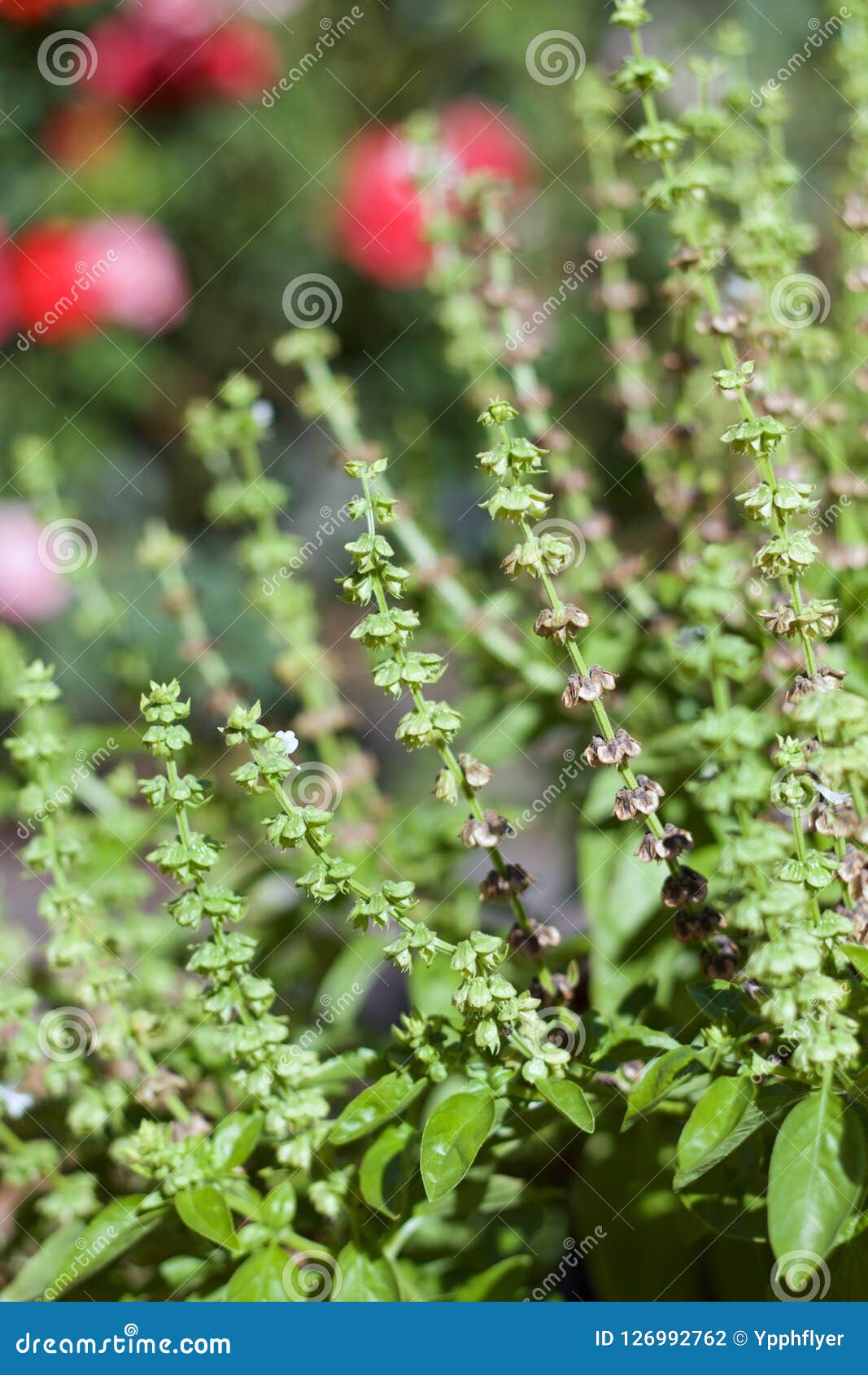 Basil in seed stock photo. Image of closeup, beautiful - 126992762