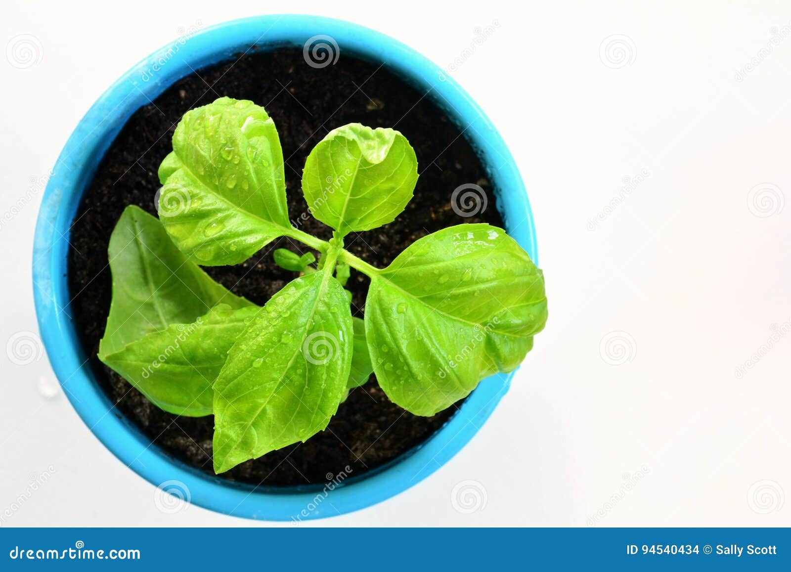 Basil seedling stock photo. Image of growing, plant, cultivated - 94540434
