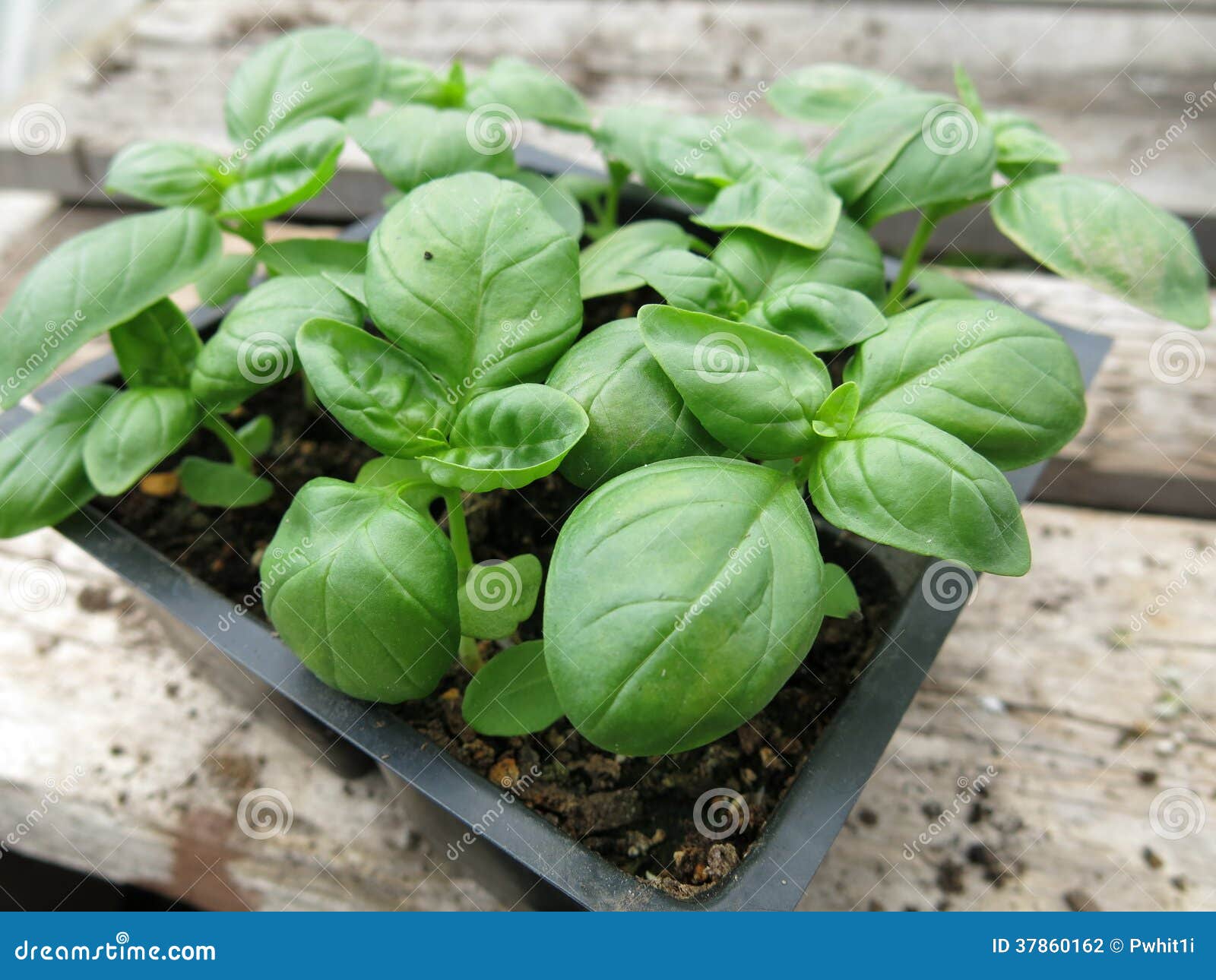 Basil Seedlings in Cell Pack Stock Photo - Image of greenhouse, garden ...