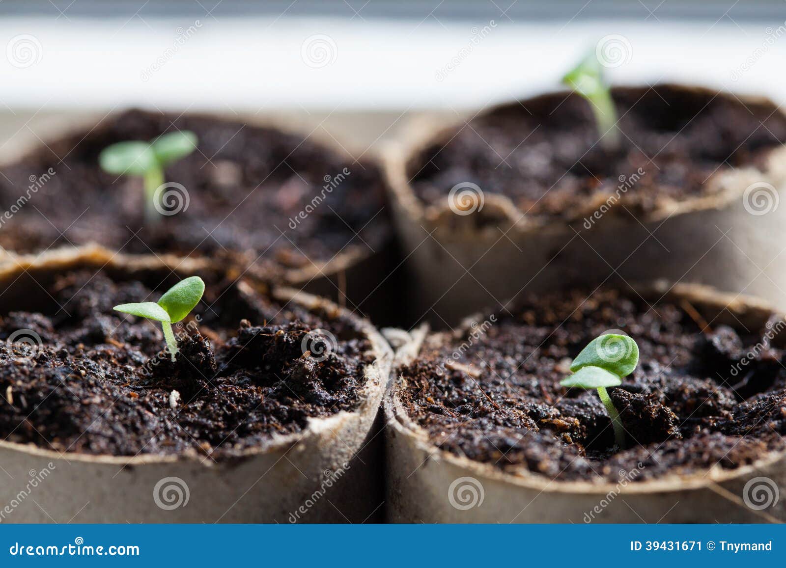 Basil Seedlings Germinating in Pots Stock Image - Image of closeup ...
