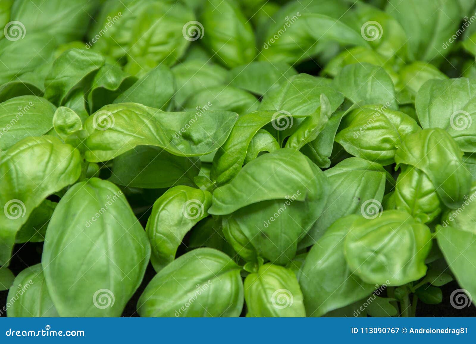 Basil seedlings, gardening stock image. Image of spice - 113090767
