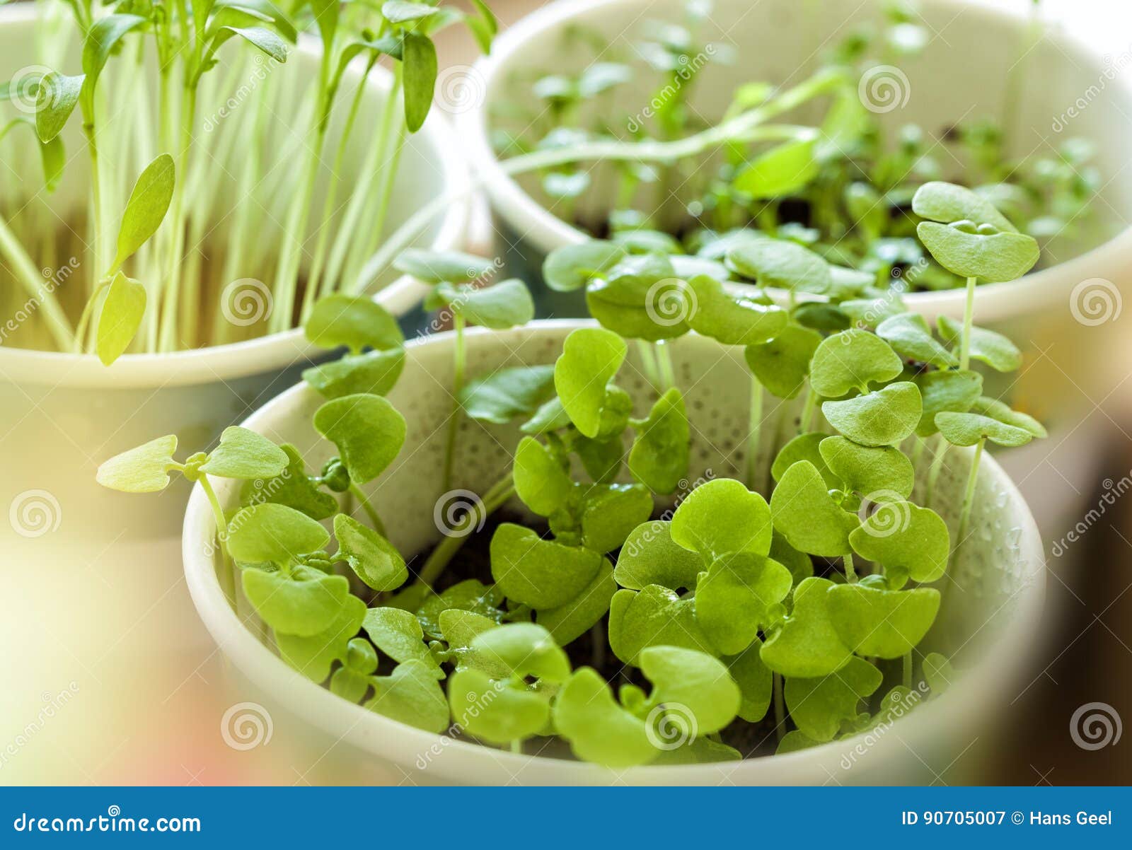 Basil seedlings stock image. Image of sprout, small, nature - 90705007