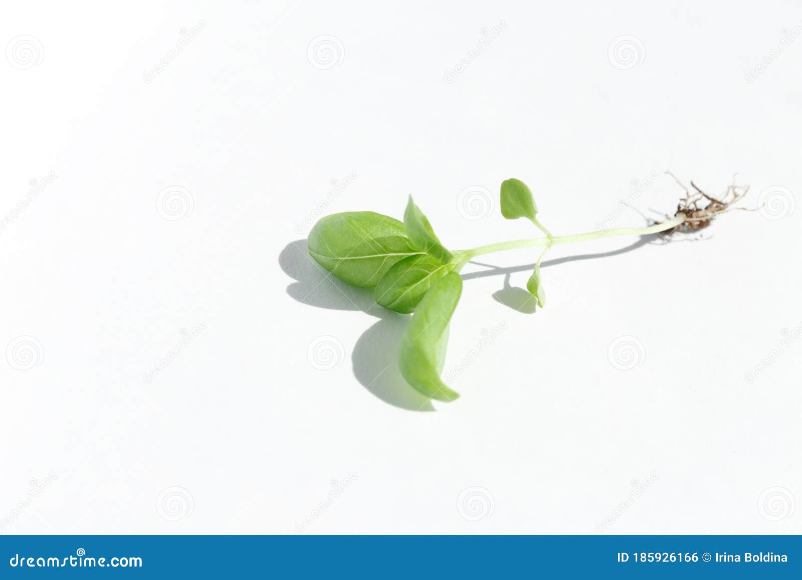 Basil Shoot with Green Leaves and Roots Stock Photo - Image of natural ...