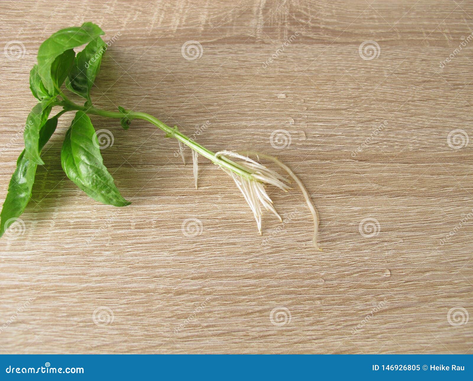 Basil Shoot with Roots for Regrow Stock Image - Image of plant ...