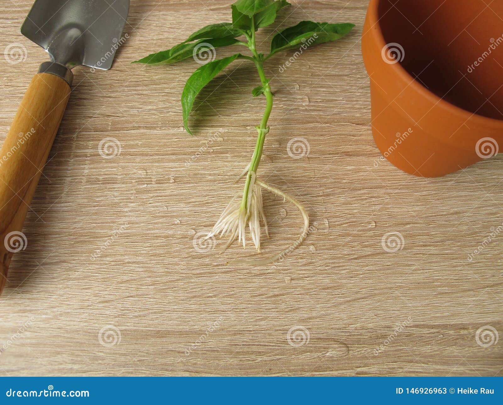 Basil Shoot with Roots for Regrow Stock Image - Image of grow, roots ...