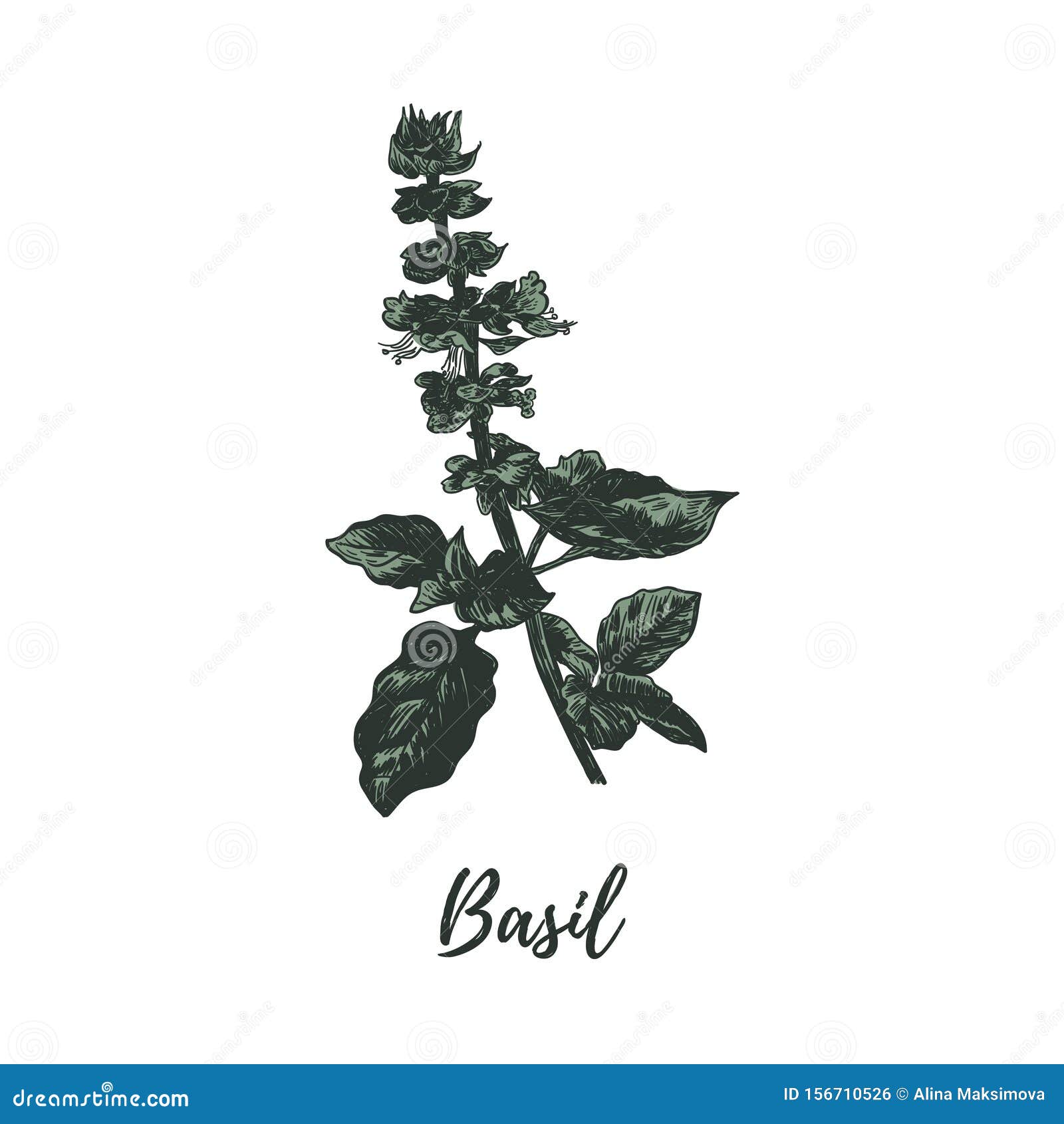 Basil Sketch Drawing. Basil Vector Illustration Stock Vector ...