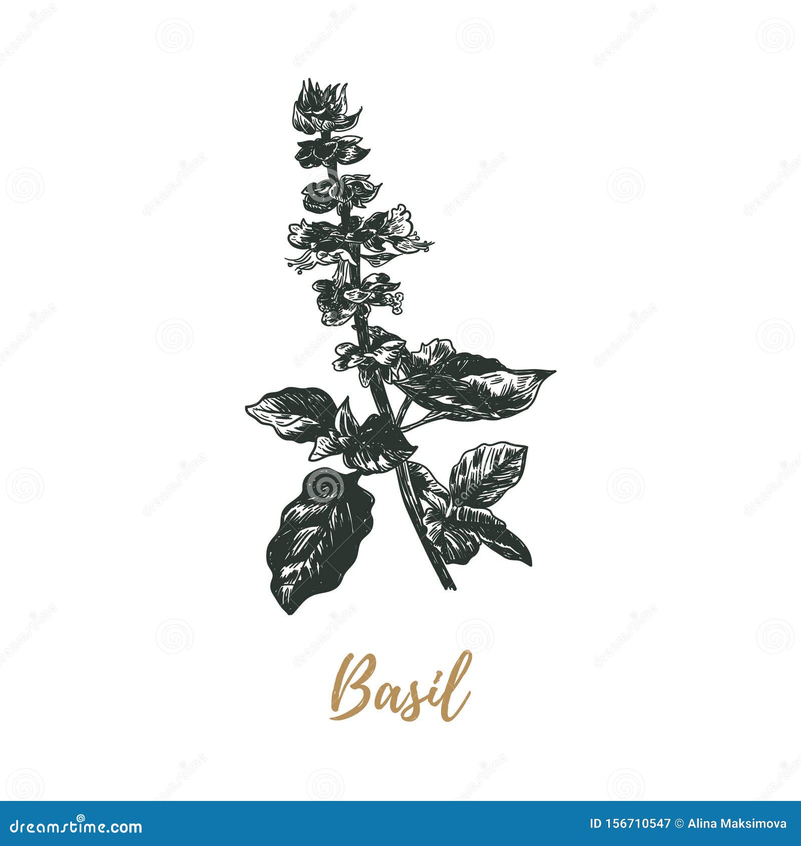 Basil Ink Sketch Cartoon Vector | CartoonDealer.com #99167239