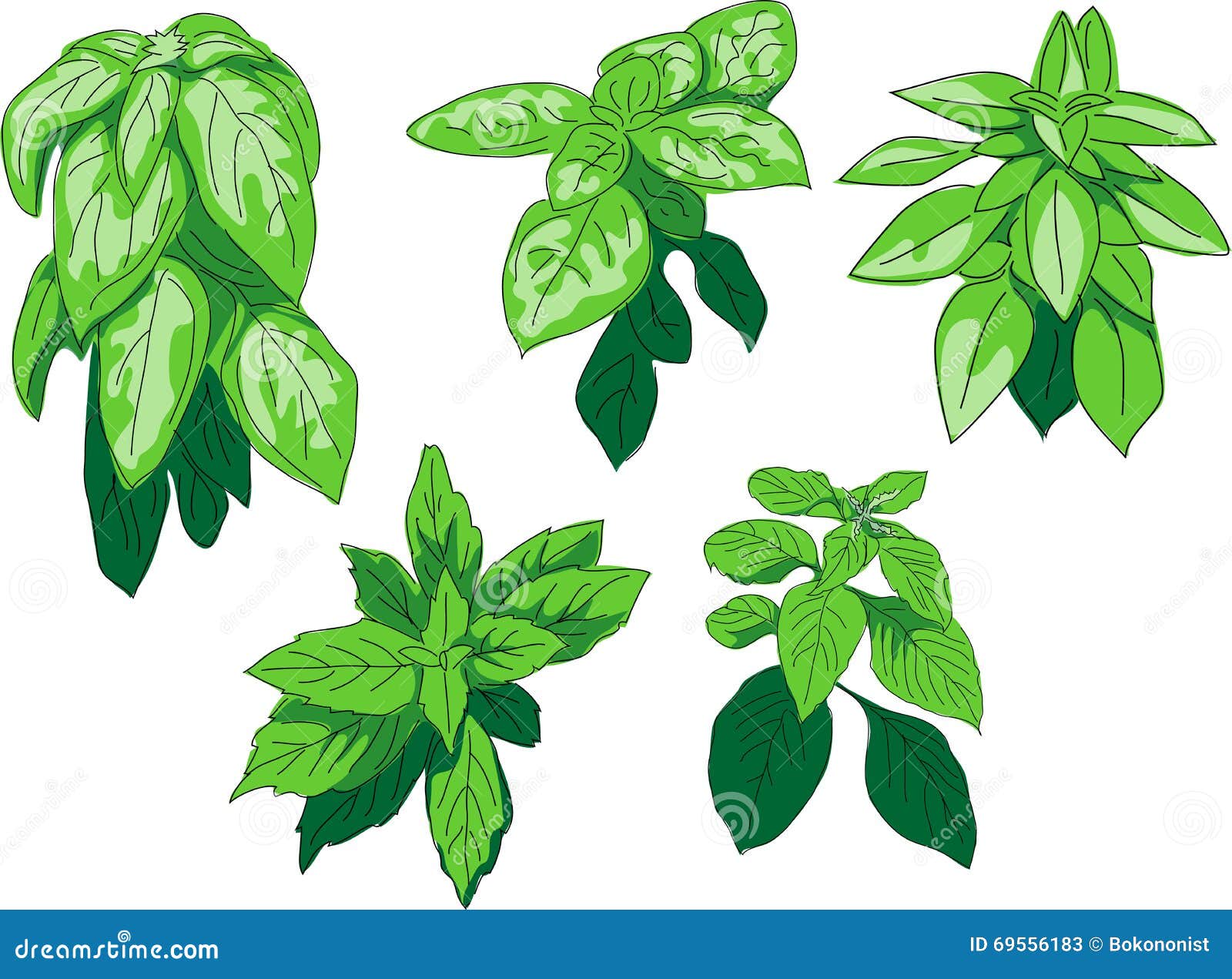 Basil species stock vector. Illustration of herbal, cuisine - 69556183