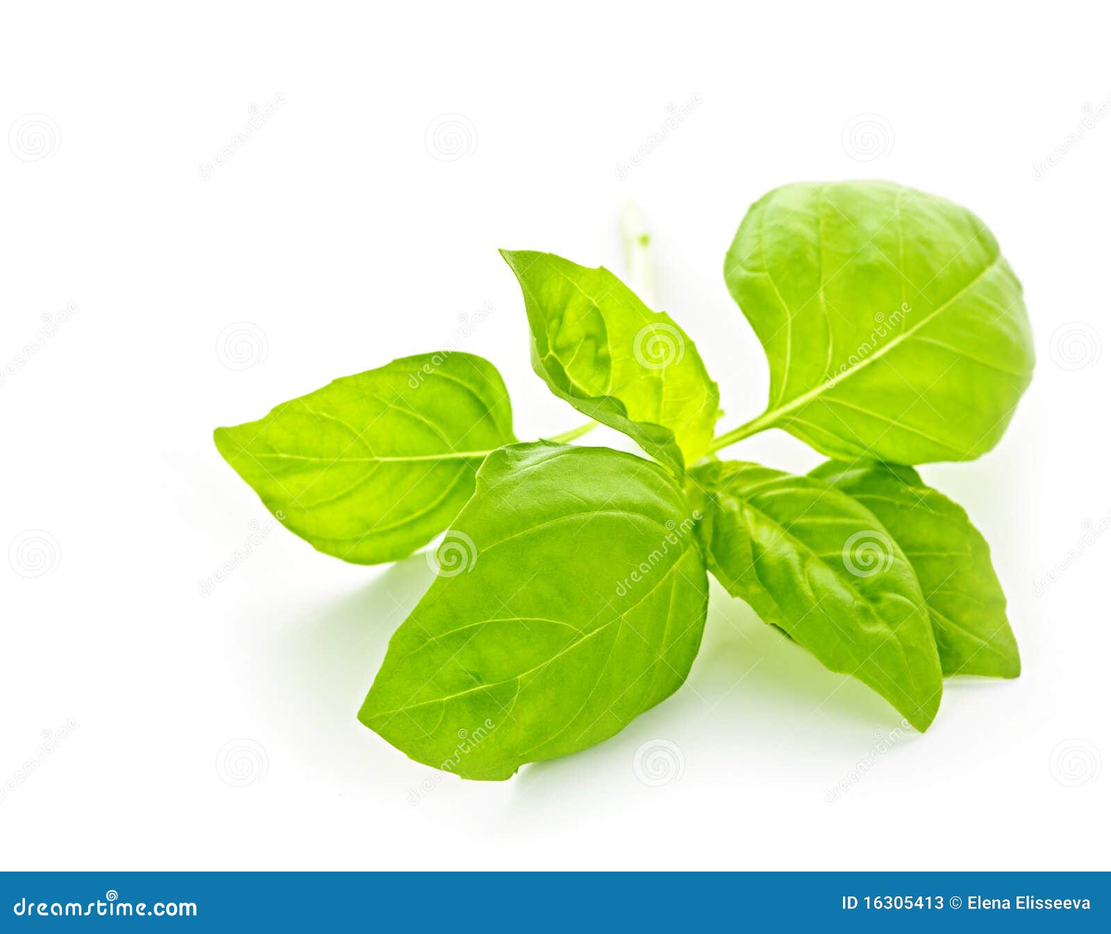 Basil sprig stock image. Image of nature, spices, leaf - 16305413