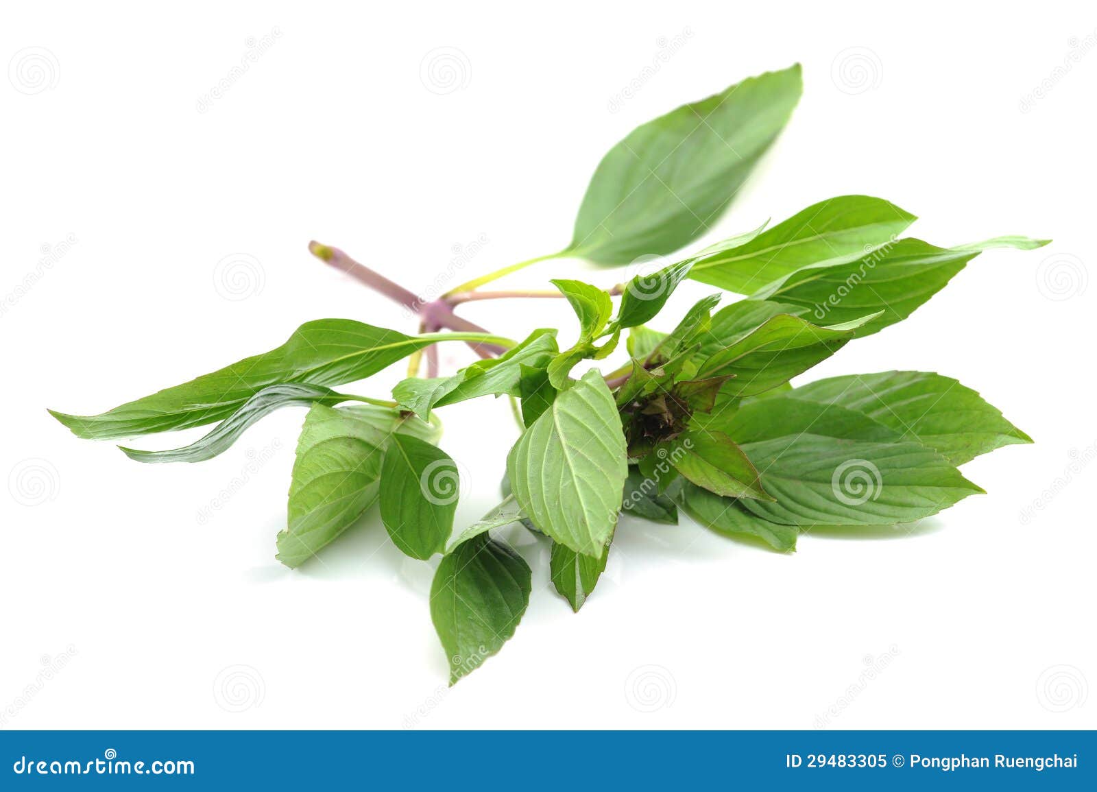 Basil sprig stock image. Image of ingredient, nature - 29483305