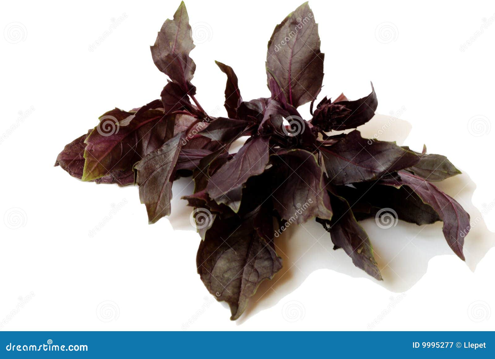 Basil sprig stock image. Image of isolated, twig, plant - 9995277
