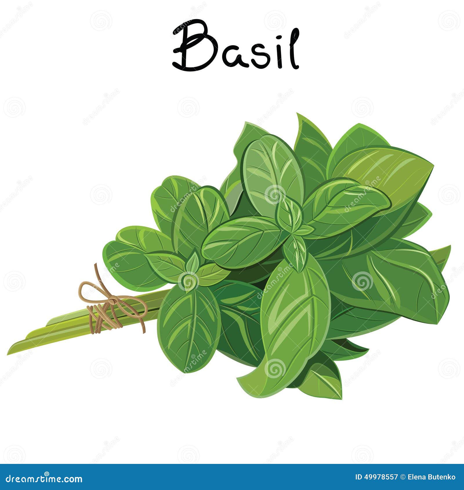 Basil Sprig Cartoon Vector | CartoonDealer.com #49978557