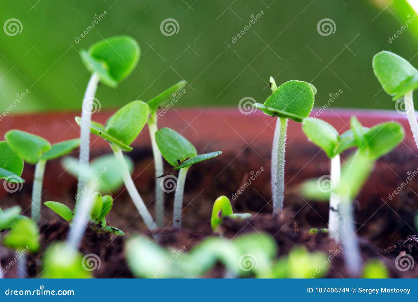 Basil Sprouts Have Sprouted Stock Image - Image of botany, seedling ...