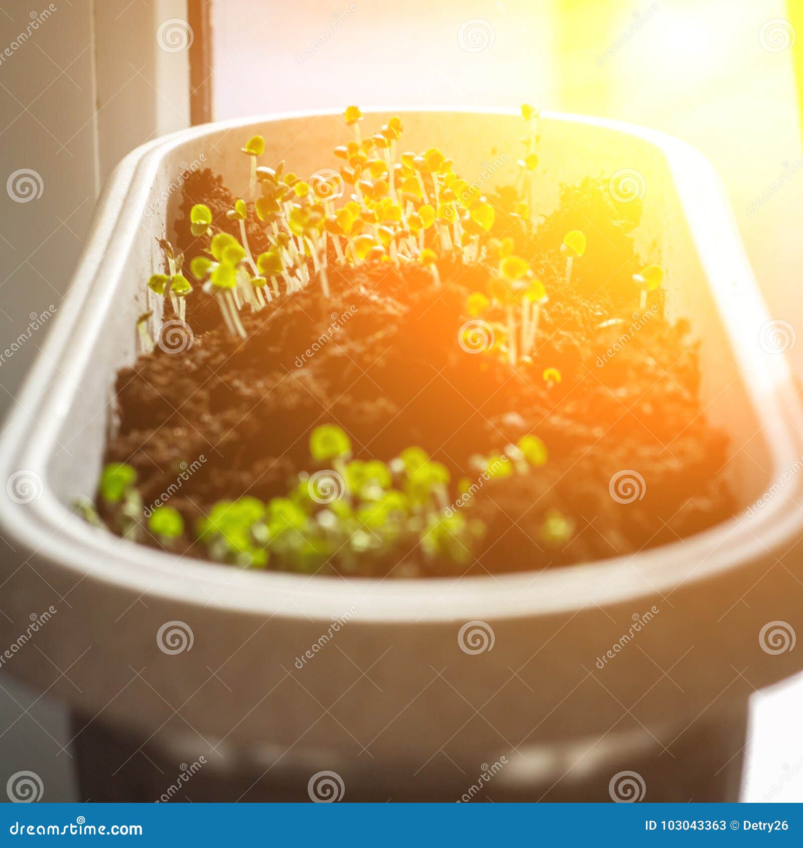 Basil Sprouts Have Sprouted in the Ground Stock Image - Image of basil ...