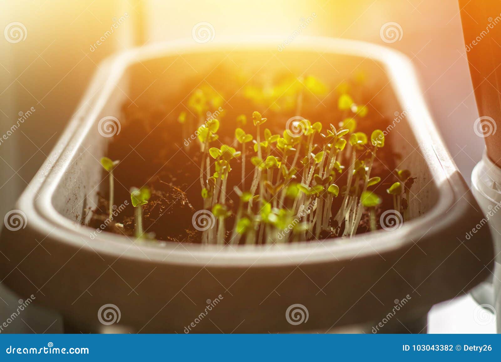 Basil Sprouts Have Sprouted in the Ground Stock Photo - Image of basil ...
